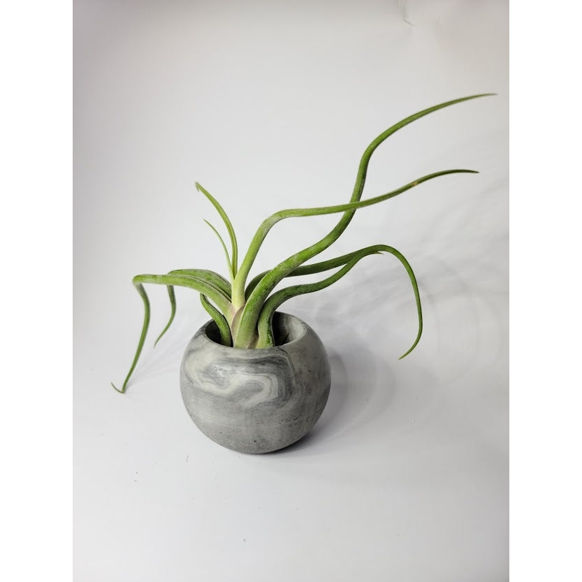 Large Caput Medusae Air Plant – Southern Fried Glam